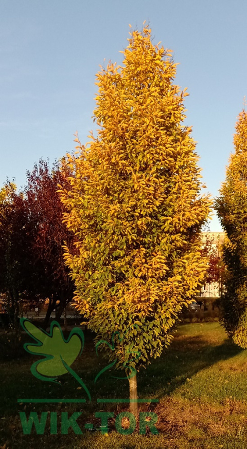 Grab pospolity Monument - Ogrodniczy sklep internetowy WIK-TOR